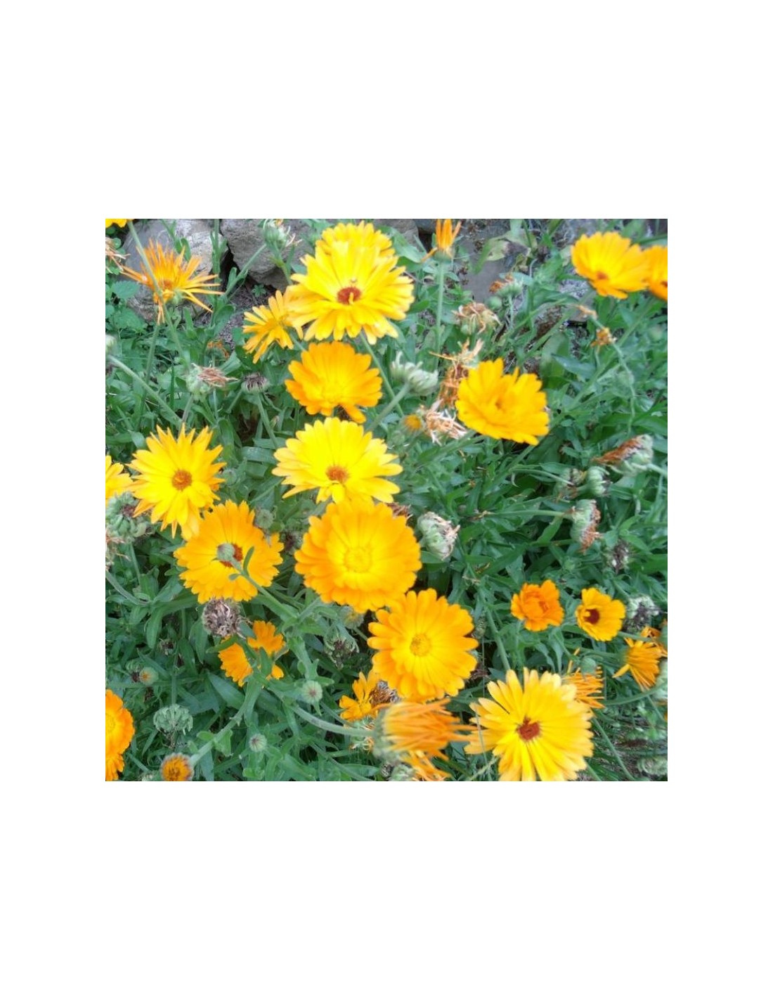 Raifort - Armoracia rusticana
