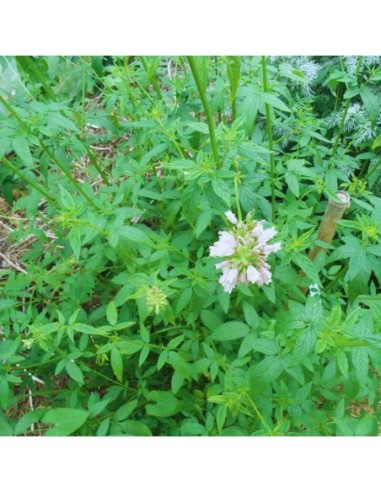 Aurone - Artemisia abrotanum