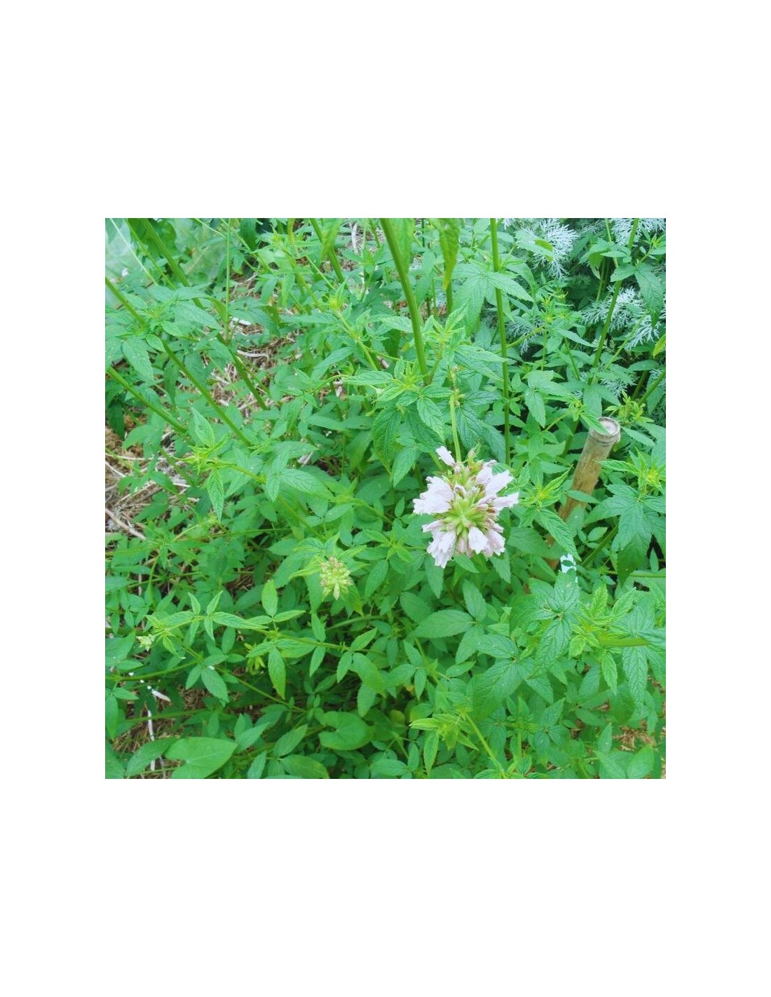 Aurone - Artemisia abrotanum