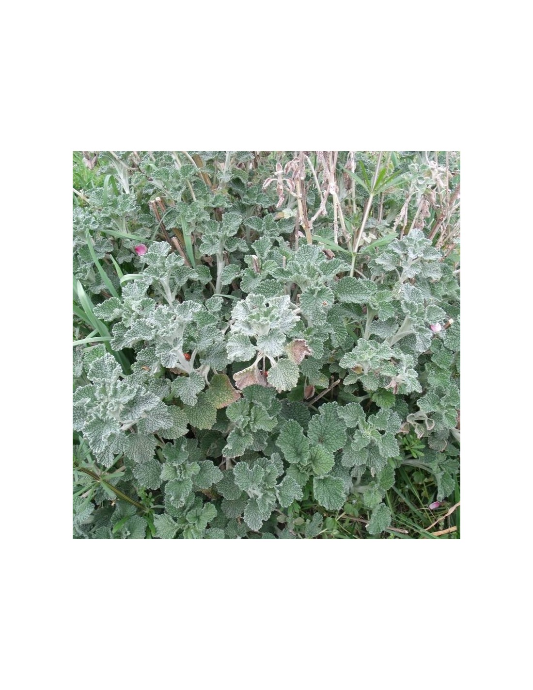 Goyavier du Brésil - Feijoa sellowiana